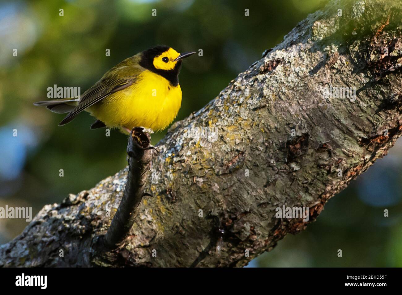 Hooded warbler during spring migration Stock Photo - Alamy