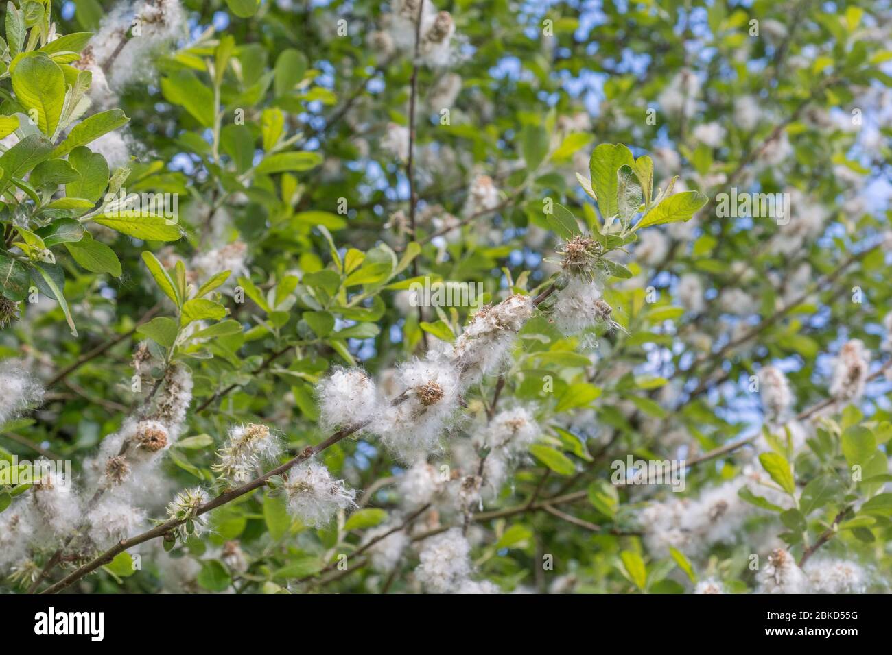 Fluffy female flower catkins of Goat Willow / Salix caprea which ...