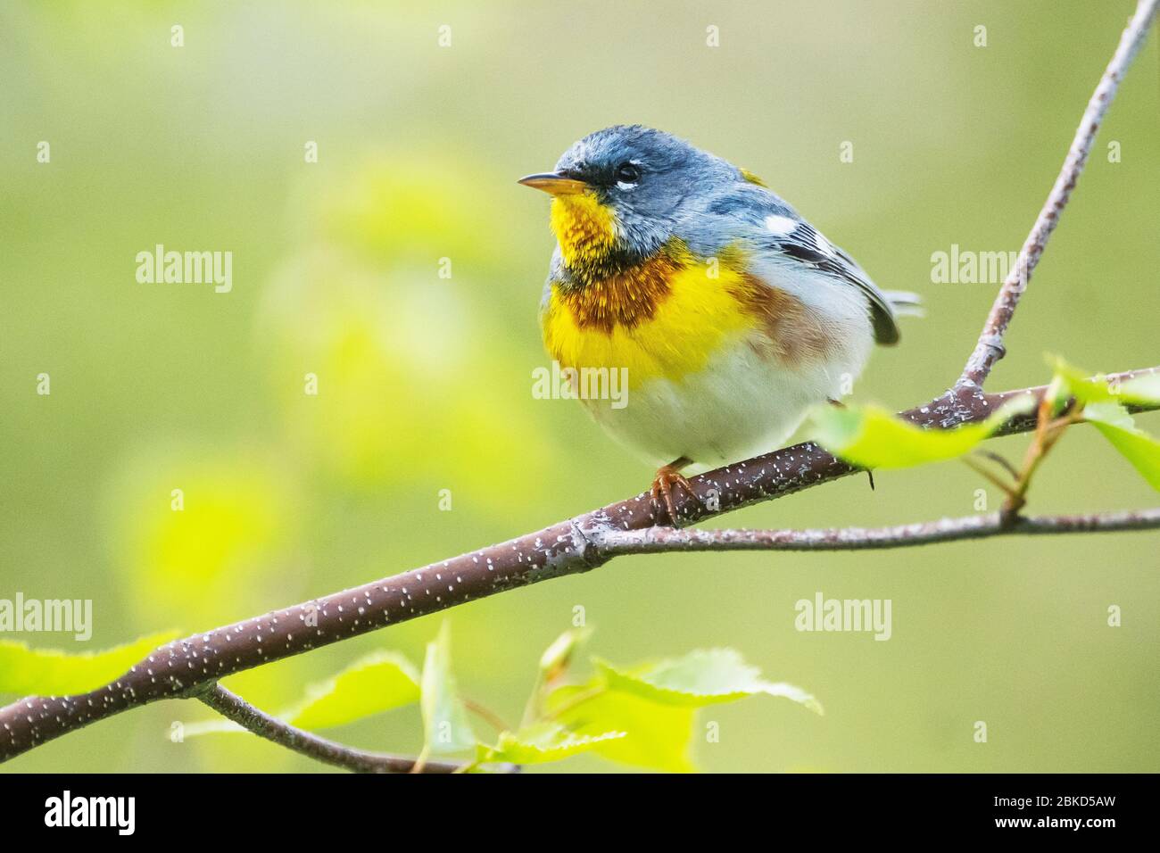 Northern parula warbler during spring migration Stock Photo - Alamy