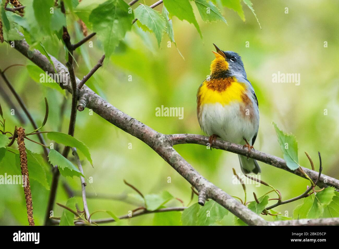 Northern Parulas High Resolution Stock Photography and Images - Alamy