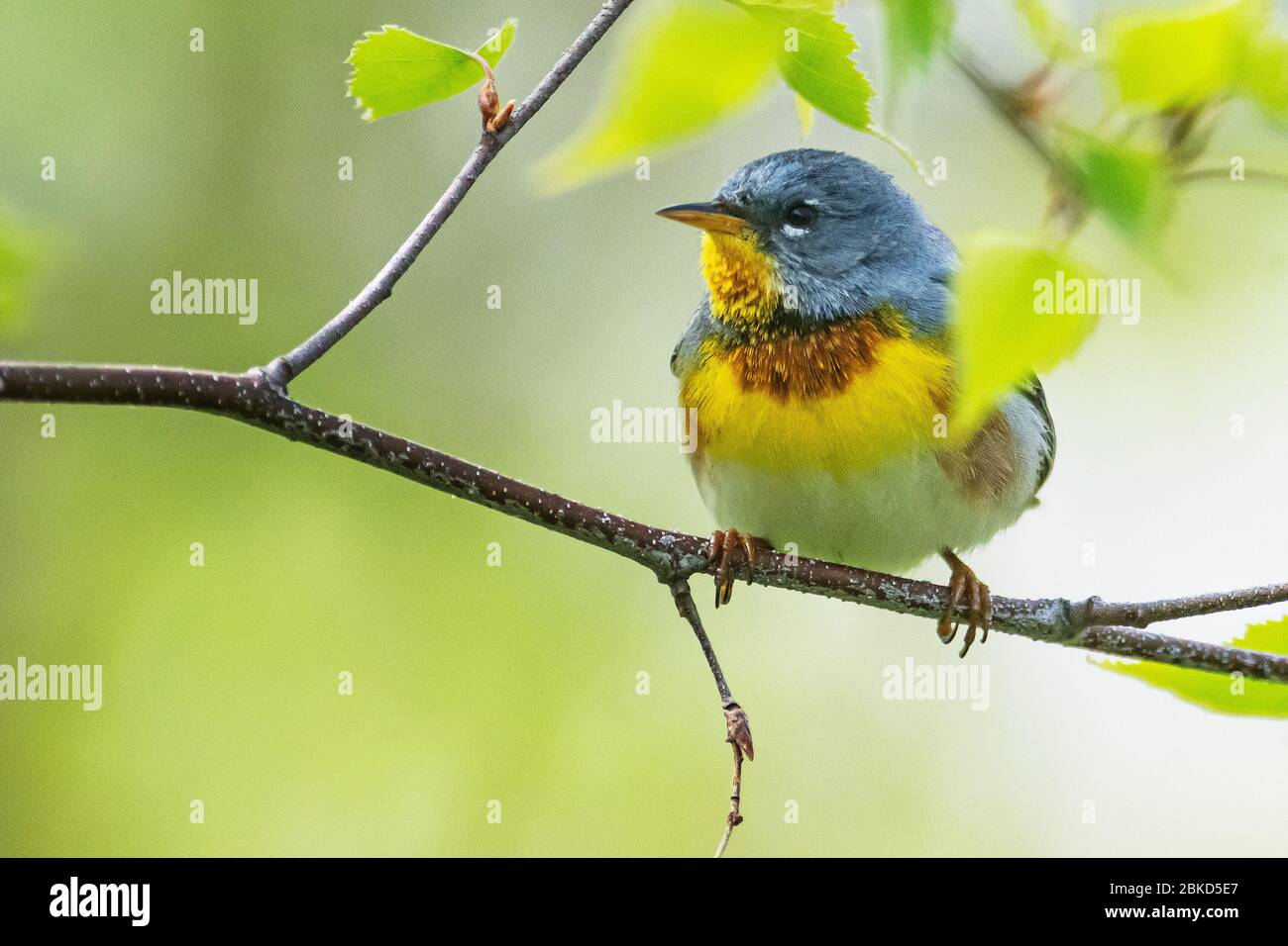 Northern parula warbler during spring migration Stock Photo - Alamy