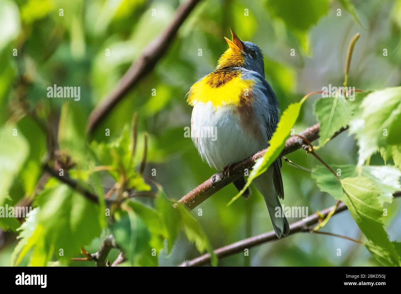 Northern Parulas High Resolution Stock Photography and Images - Alamy