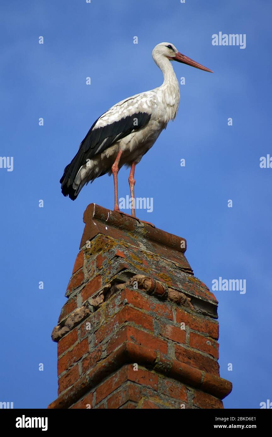 Bialo czarny ptak hi-res stock photography and images - Alamy