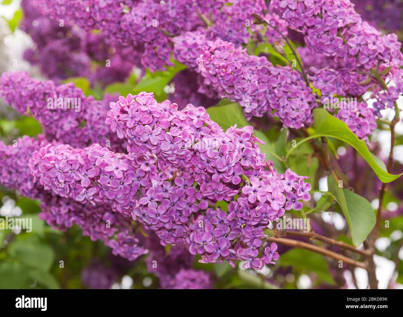 Flowering Syringa (lilac Stock Photo - Alamy