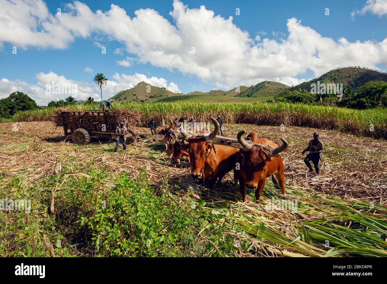 Sugarcane harvest in the Dominican Republic. The Haitian driver drives ...
