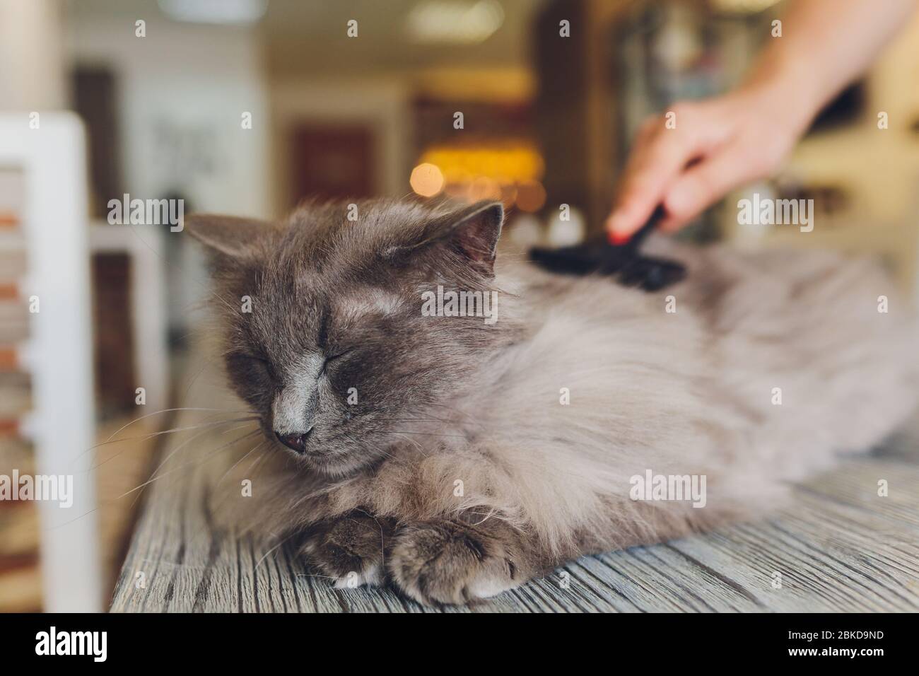 Cat after scratching. The result of scratching a pet. piece of fur ...