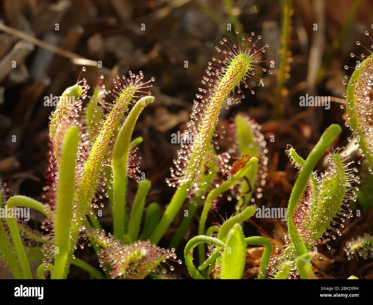 Drosera Anglica, English Sundew, Carnivorous Stock Photo - Alamy