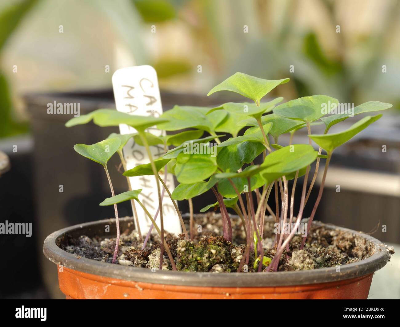 Cardamine macrophylla hi-res stock photography and images - Alamy