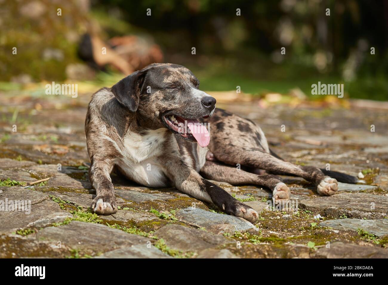 Dog panting heavily in heat Stock Photo - Alamy