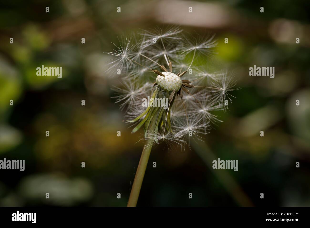 Close up dandelion seed pod hi-res stock photography and images - Alamy