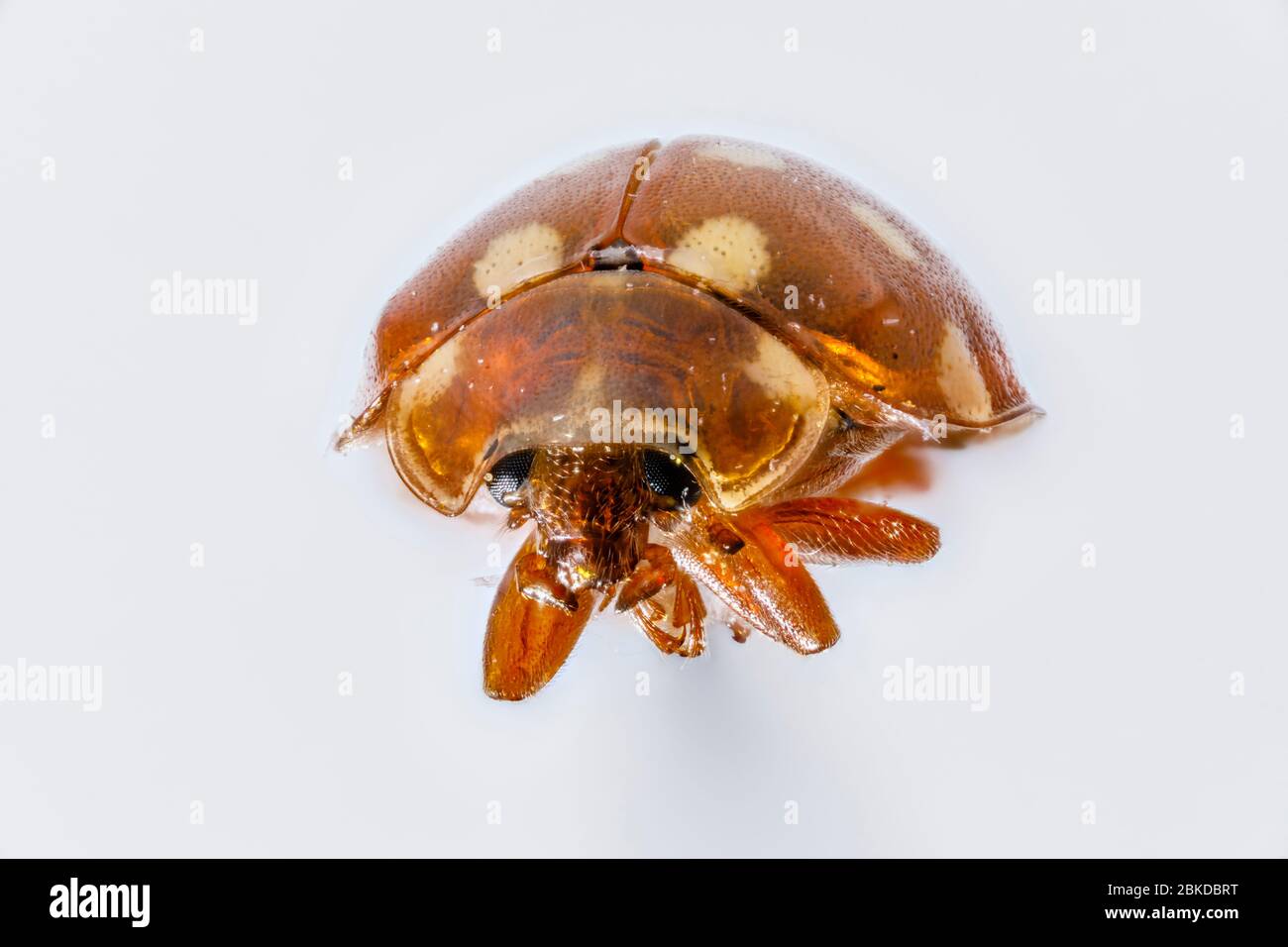 Non native harlequin ladybird hi-res stock photography and images - Alamy
