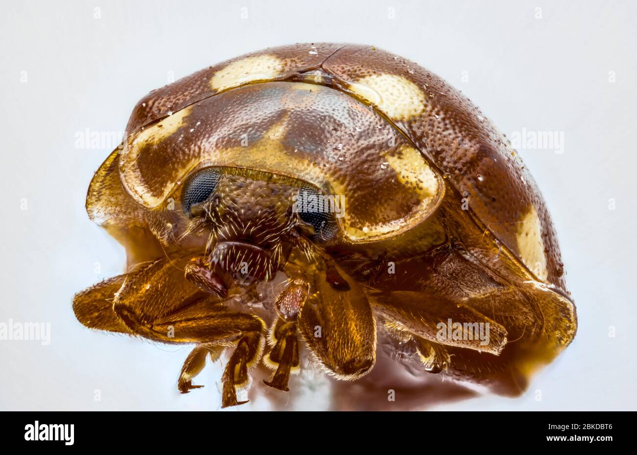 English native ladybird hi-res stock photography and images - Alamy