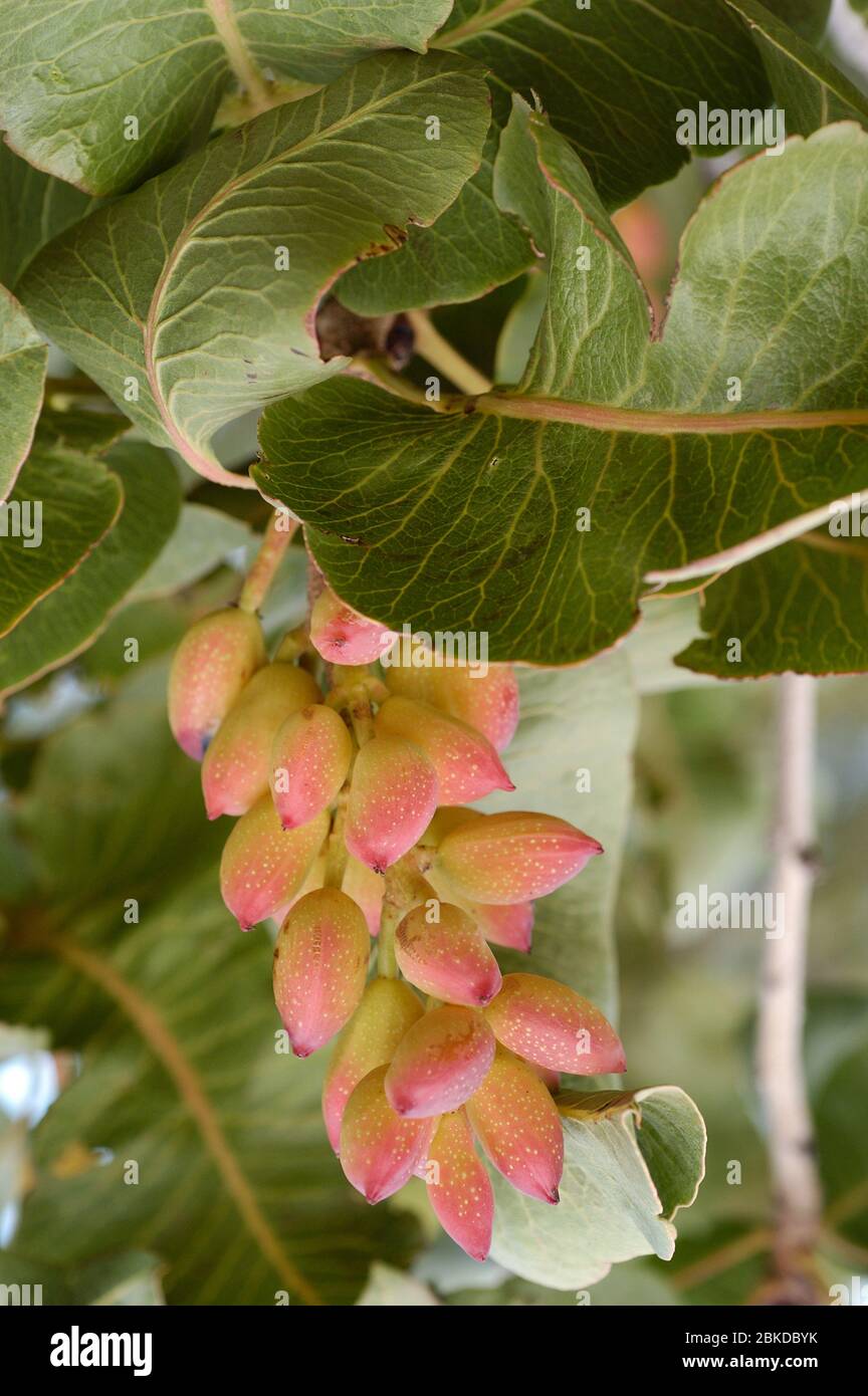 Pistachio nut tree hi-res stock photography and images - Alamy