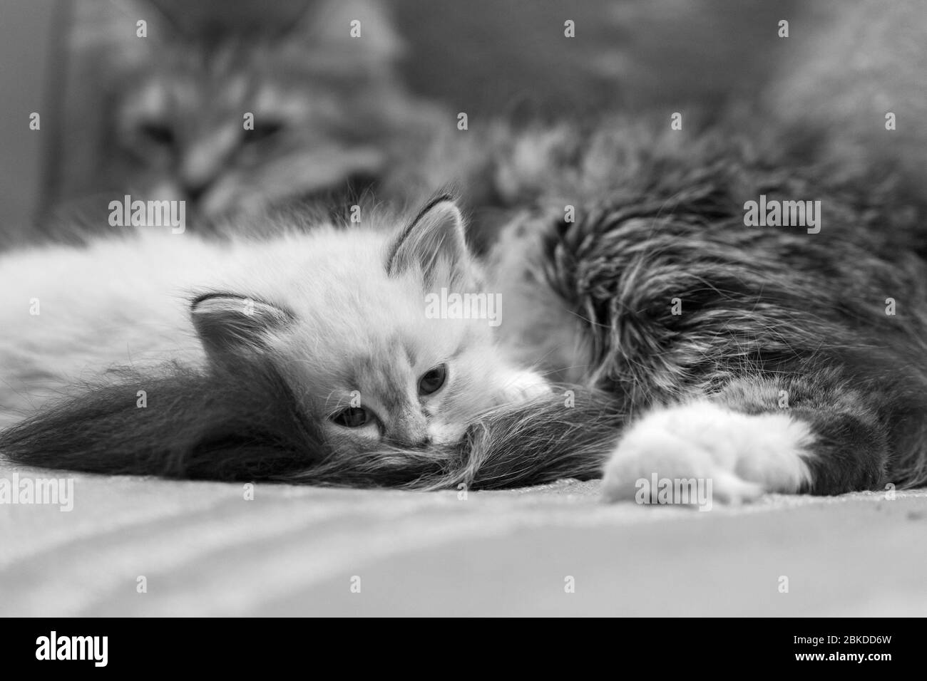 Adorable fur baby cat relaxes with mom in the house, siberian breed ...