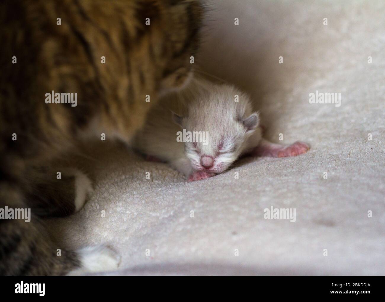 Adorable fur baby cat relaxes with mom in the house, siberian breed ...