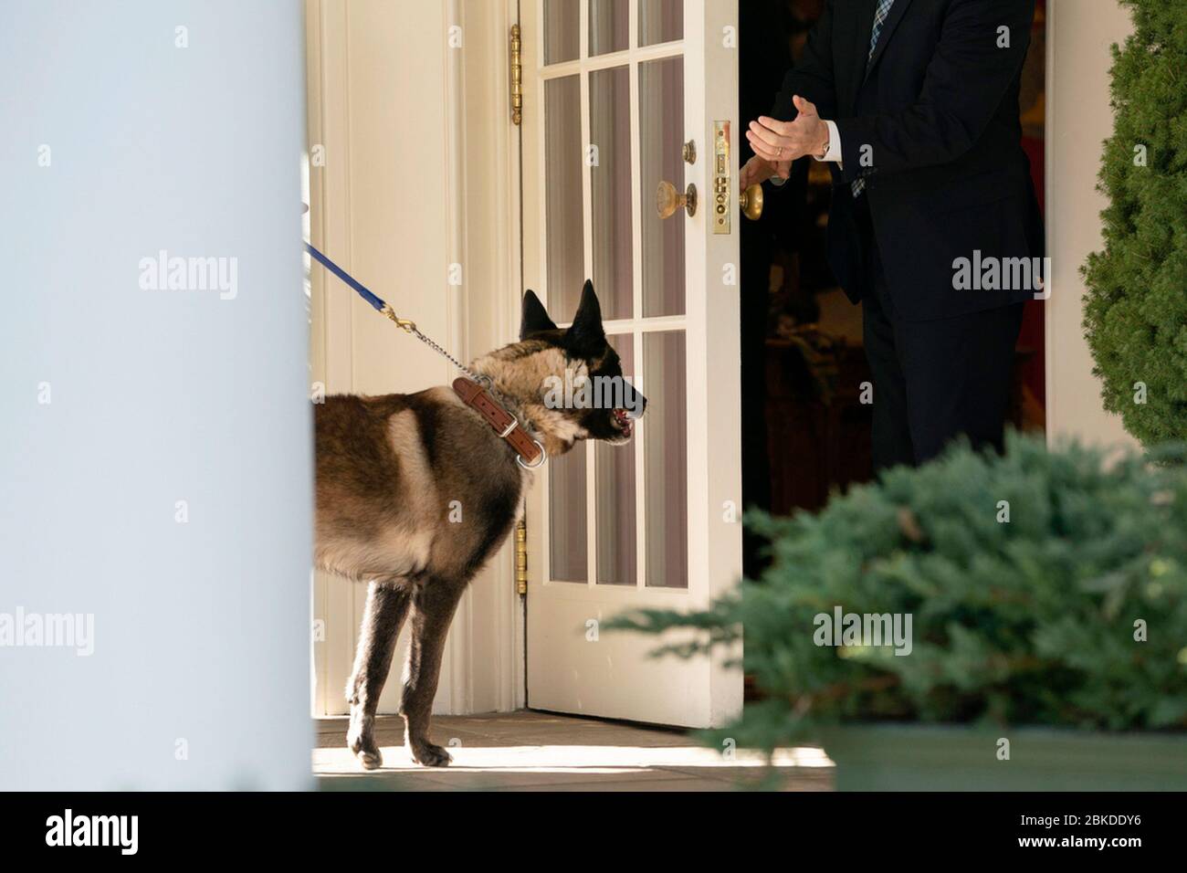 Conan the military working dog arrives Monday, Nov. 25, 2019, to visit ...