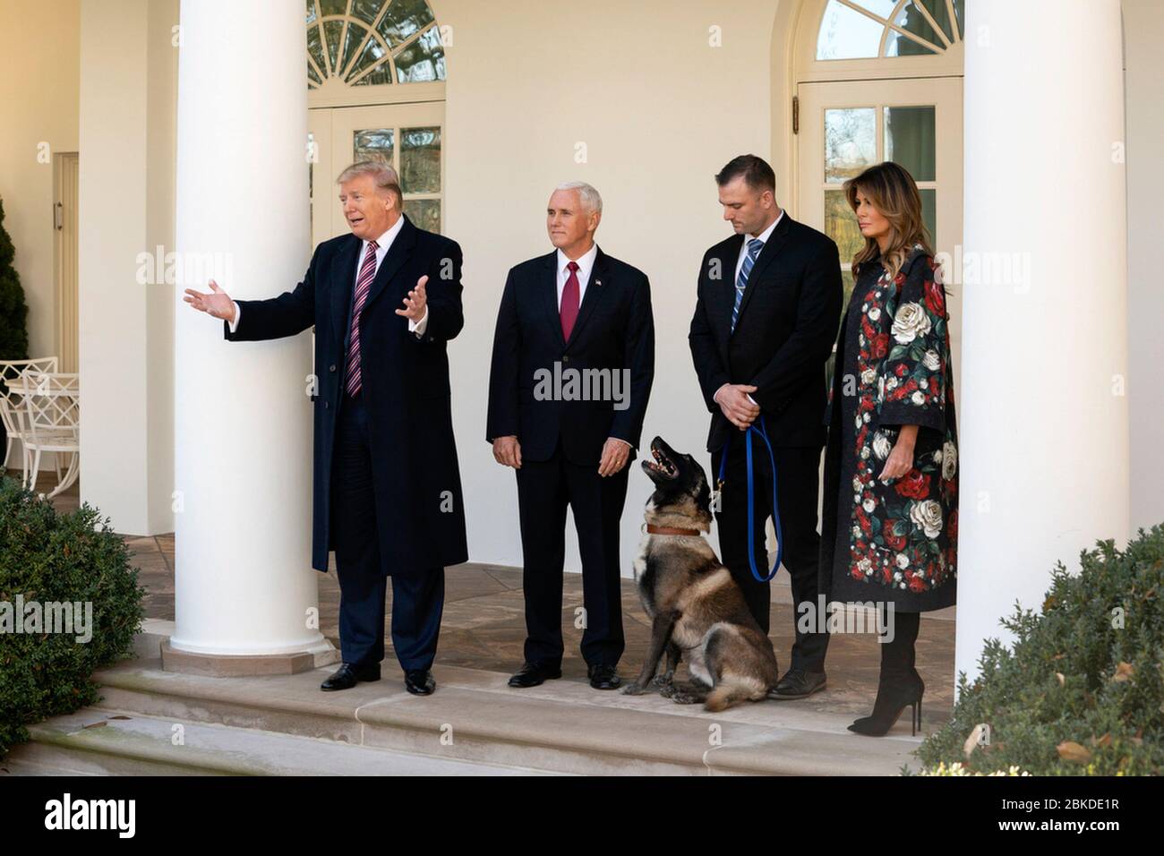 Belgian malinois white house hi-res stock photography and images - Alamy