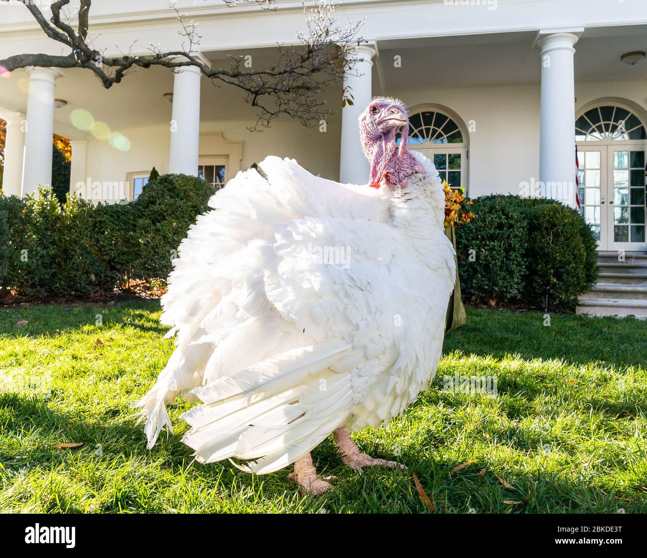 Turkey “Butter” gets set for it’s pardoning Tuesday, Nov. 26, 2019, in the Rose Garden of the ...