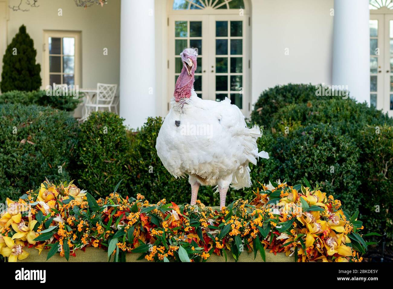 Turkey “Butter” gets set for it’s pardoning Tuesday, Nov. 26, 2019, in ...