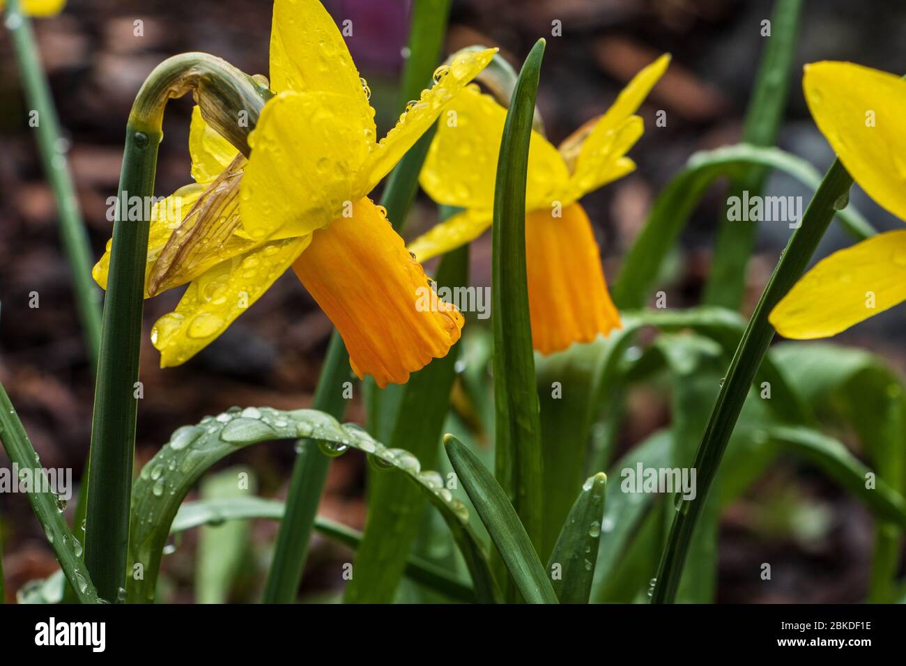 Closeup of yellow and orange daffodils covered with rain drops after an ...