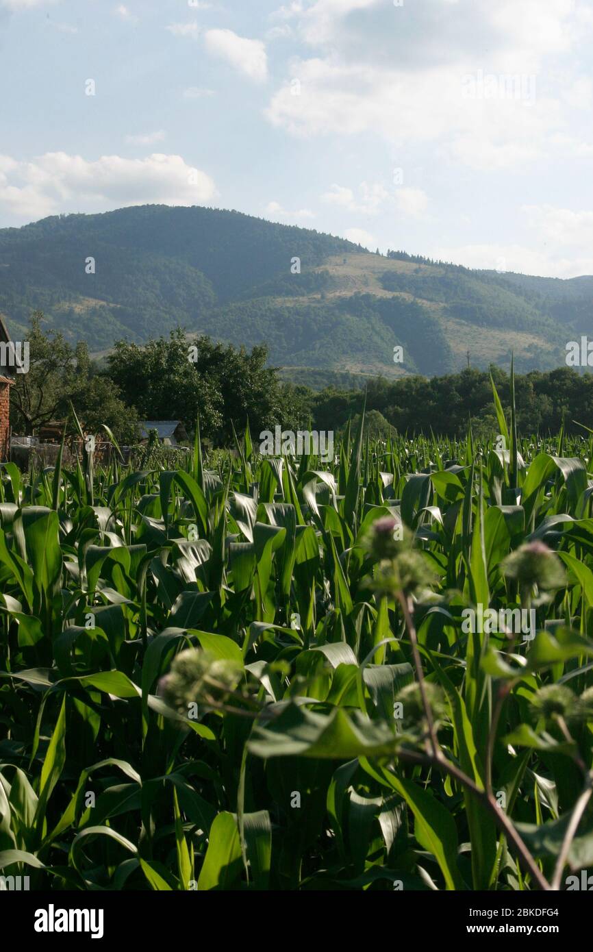 Summer corn crop farms hi-res stock photography and images - Alamy