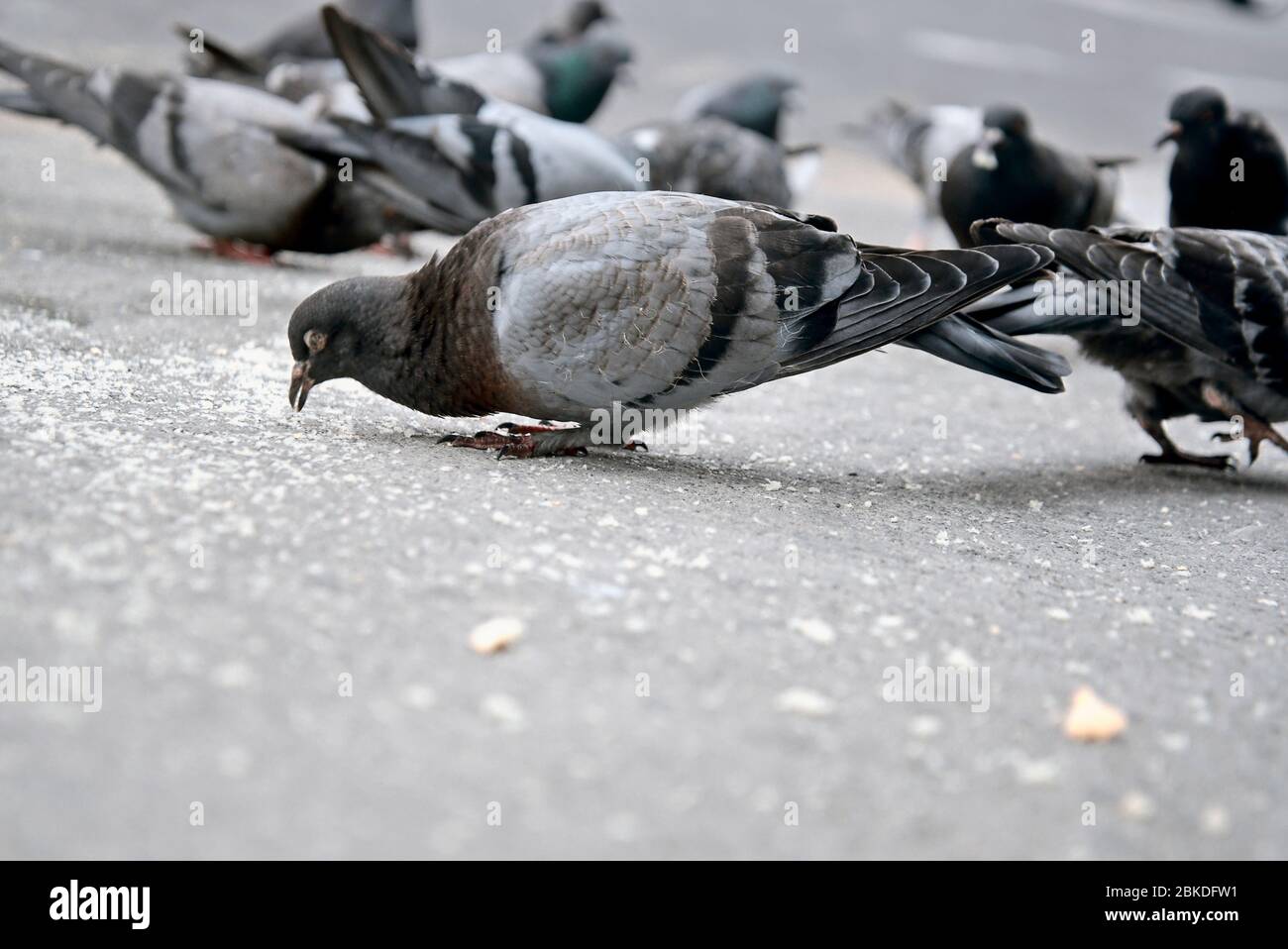 Pigeons plumage hi-res stock photography and images - Alamy