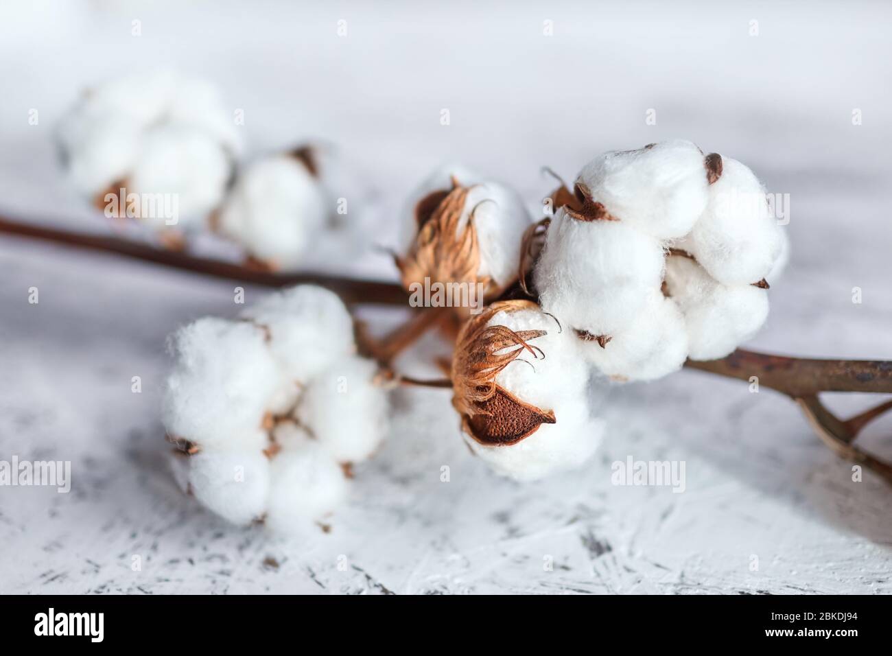 White fluffy cotton flowers. Dry plant with open buds Stock Photo - Alamy