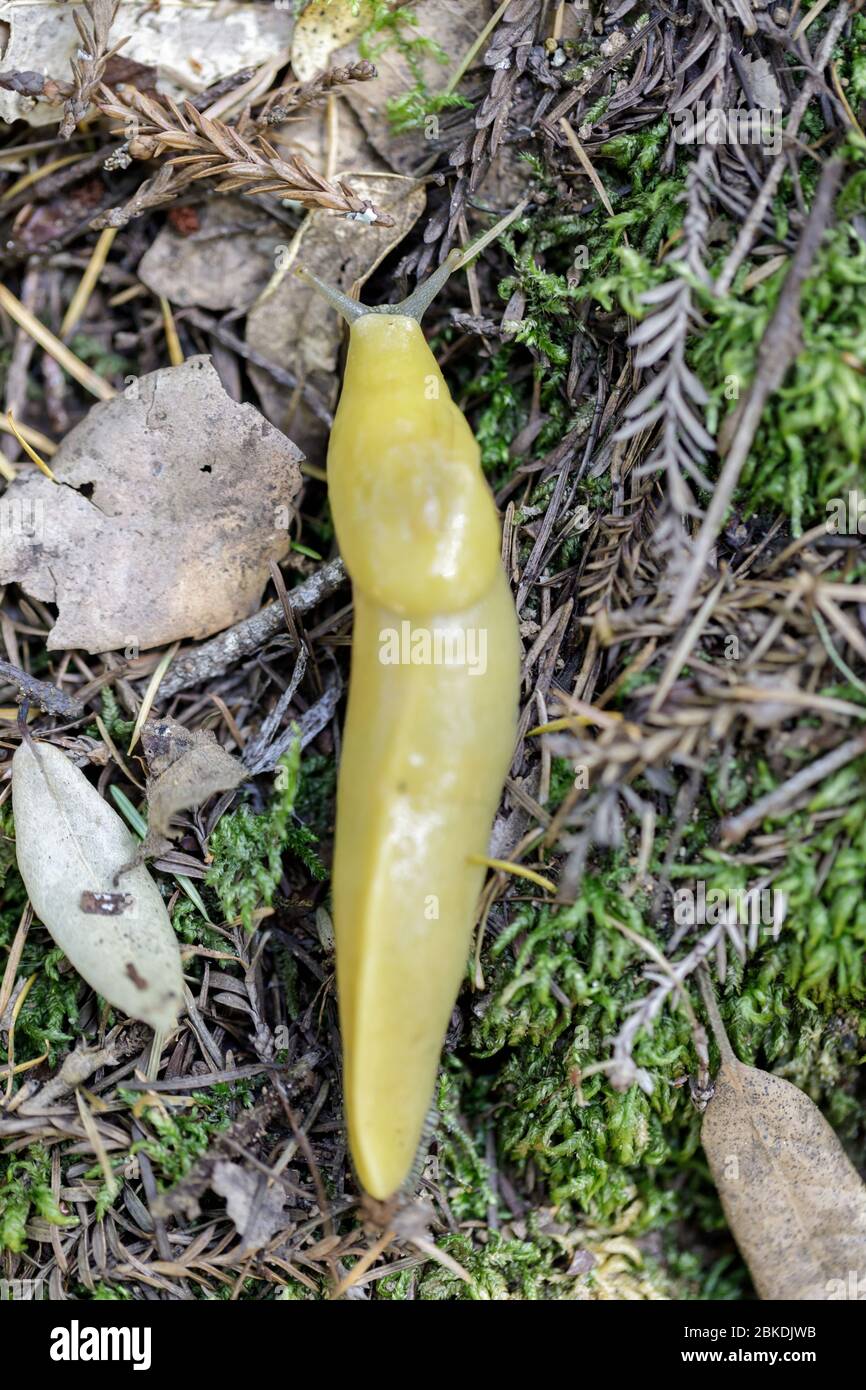 California Banana Slug Stock Photo - Alamy