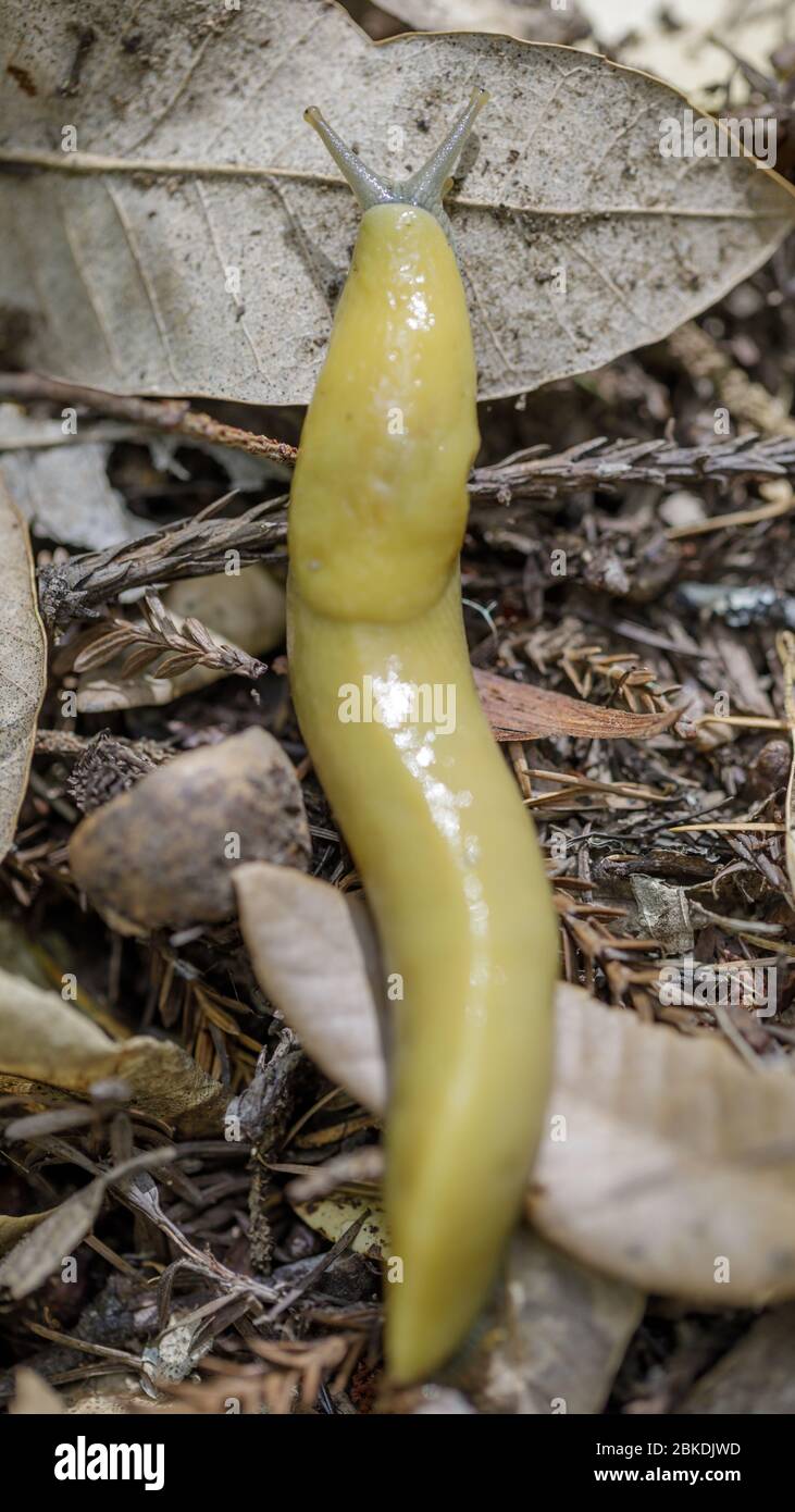 California Banana Slug Stock Photo - Alamy