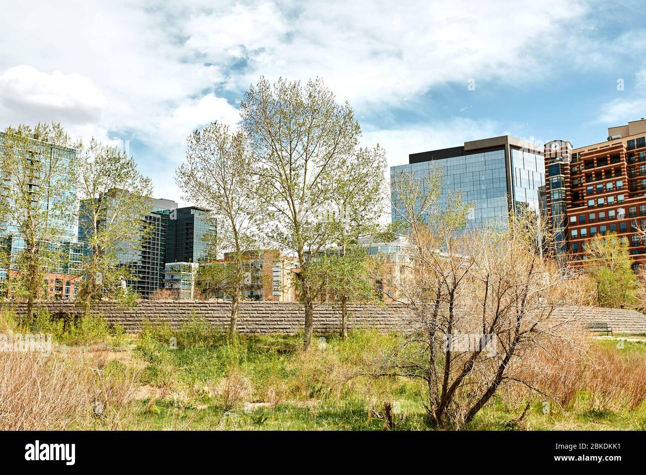 Landscape view of Commons Park with apartments and office buildings in ...