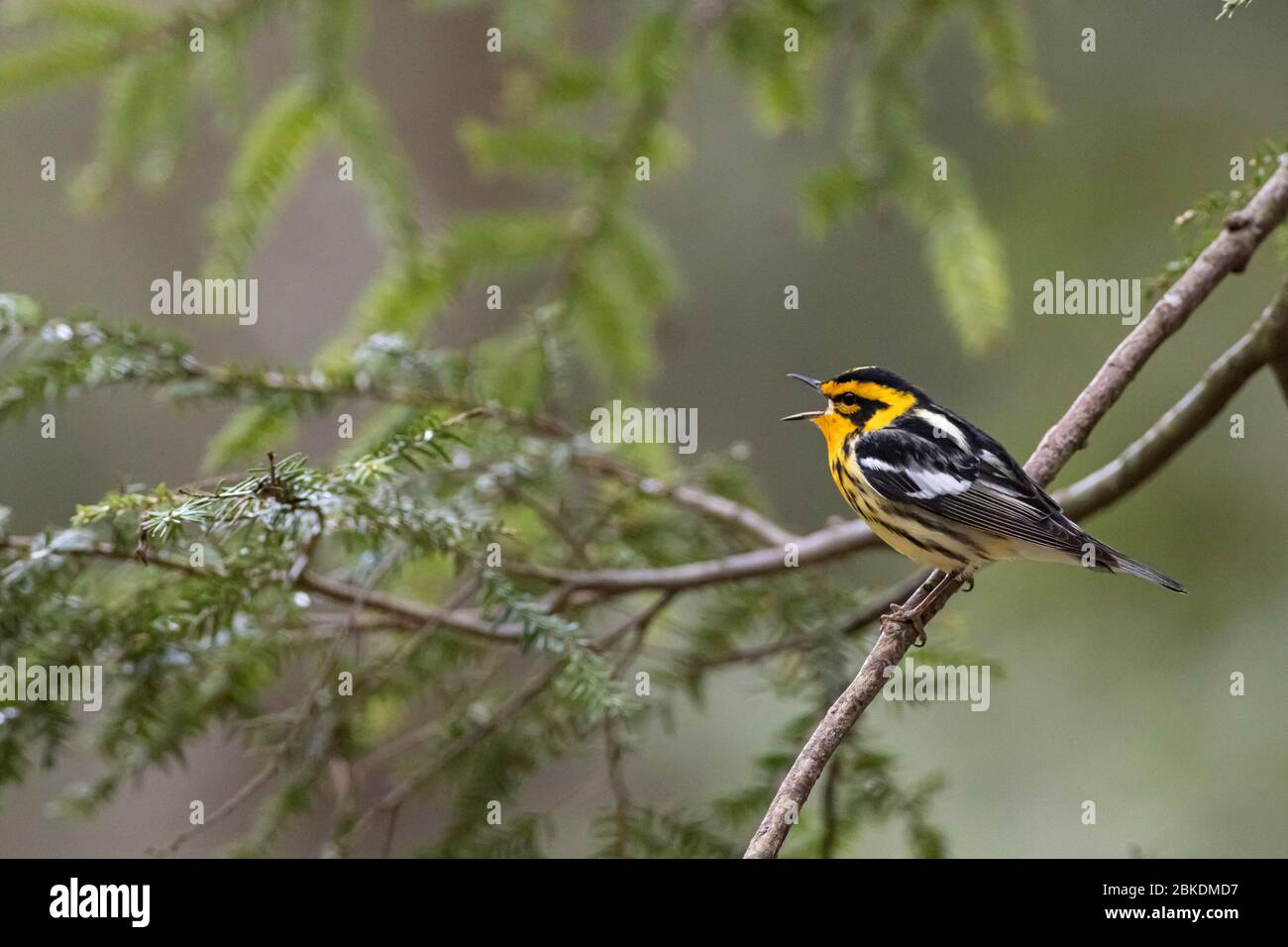 Blackburnian warbler - Setophaga fusca Stock Photo - Alamy