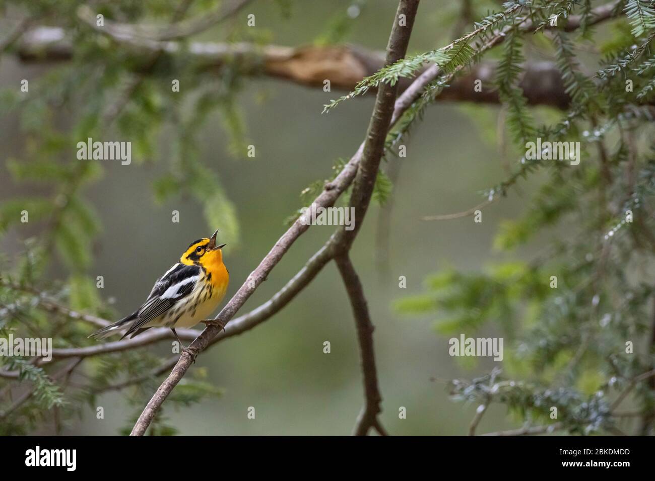 Blackburnian warbler - Setophaga fusca Stock Photo - Alamy