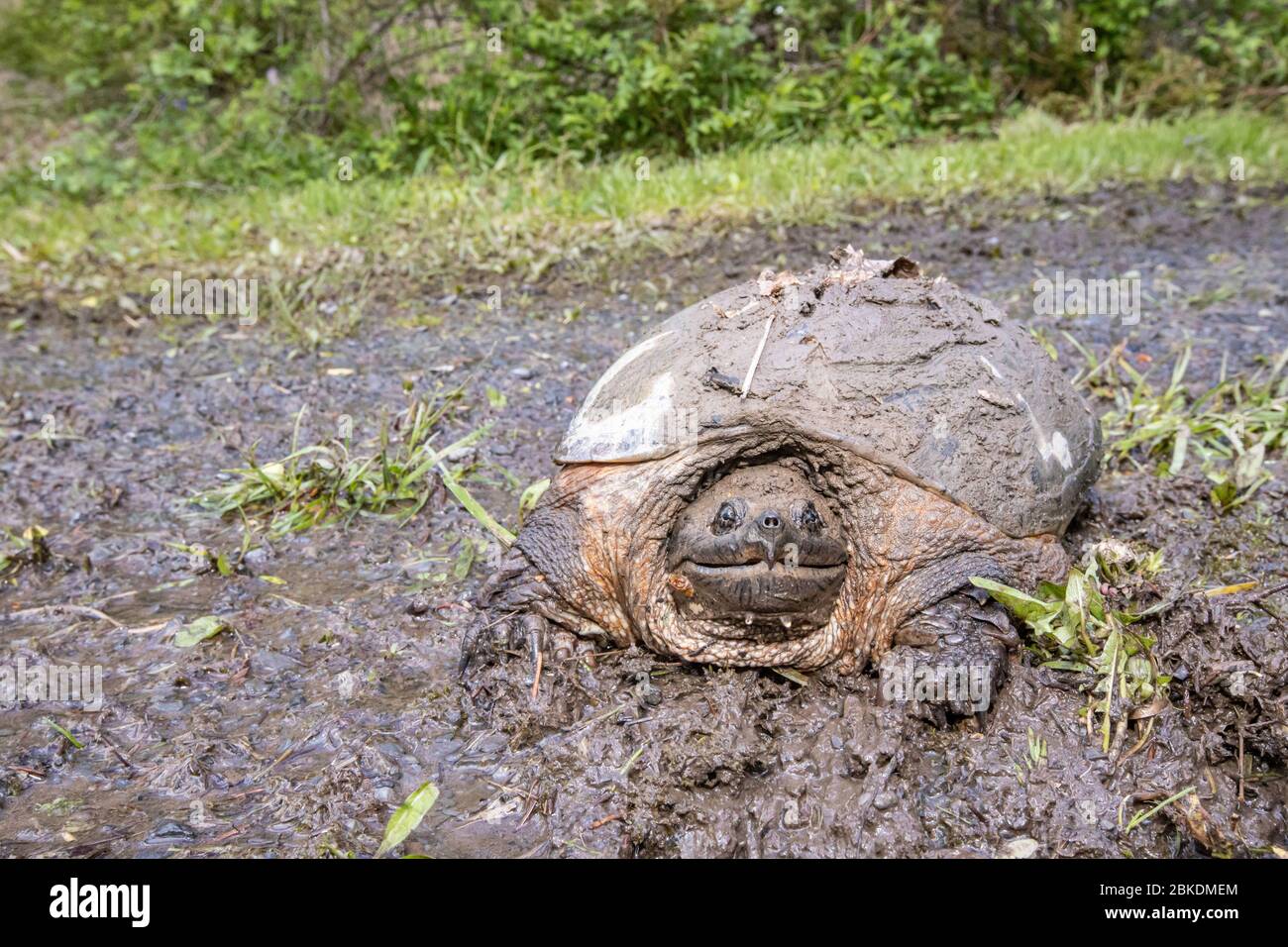 Common snapping turtle covered in mud - Chelydra serpentina Stock Photo ...