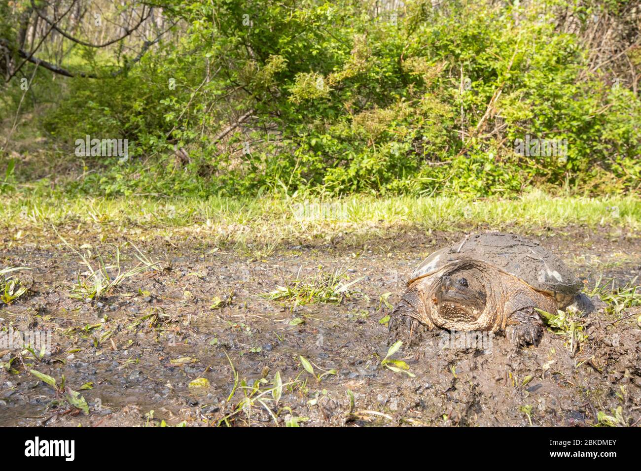 Common snapping turtle covered in mud - Chelydra serpentina Stock Photo ...