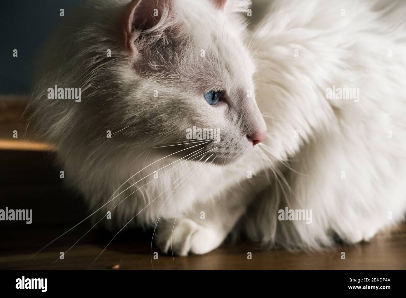 Pure White Ragdoll Cat