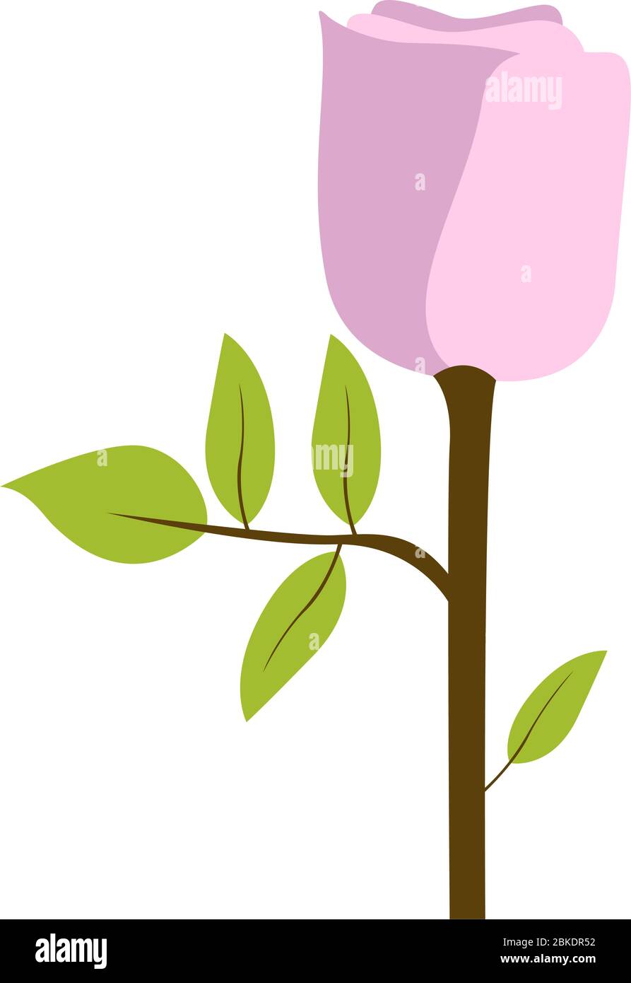 Isolated rose flower over a white background - Vector Stock Vector ...