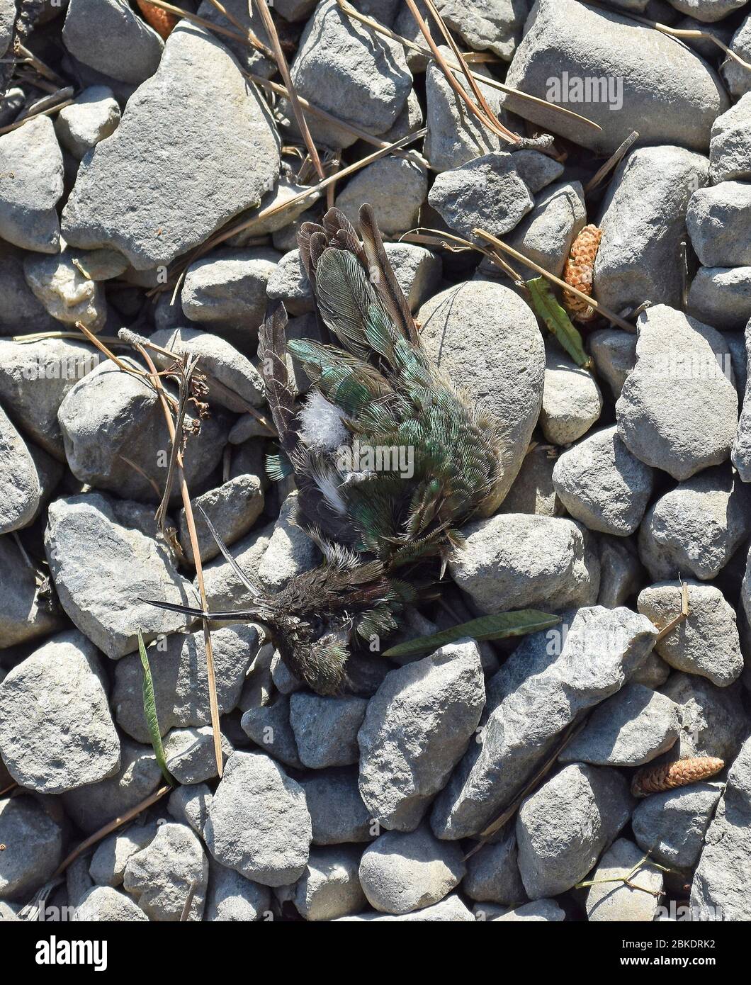 Dead hummingbird hi-res stock photography and images - Alamy