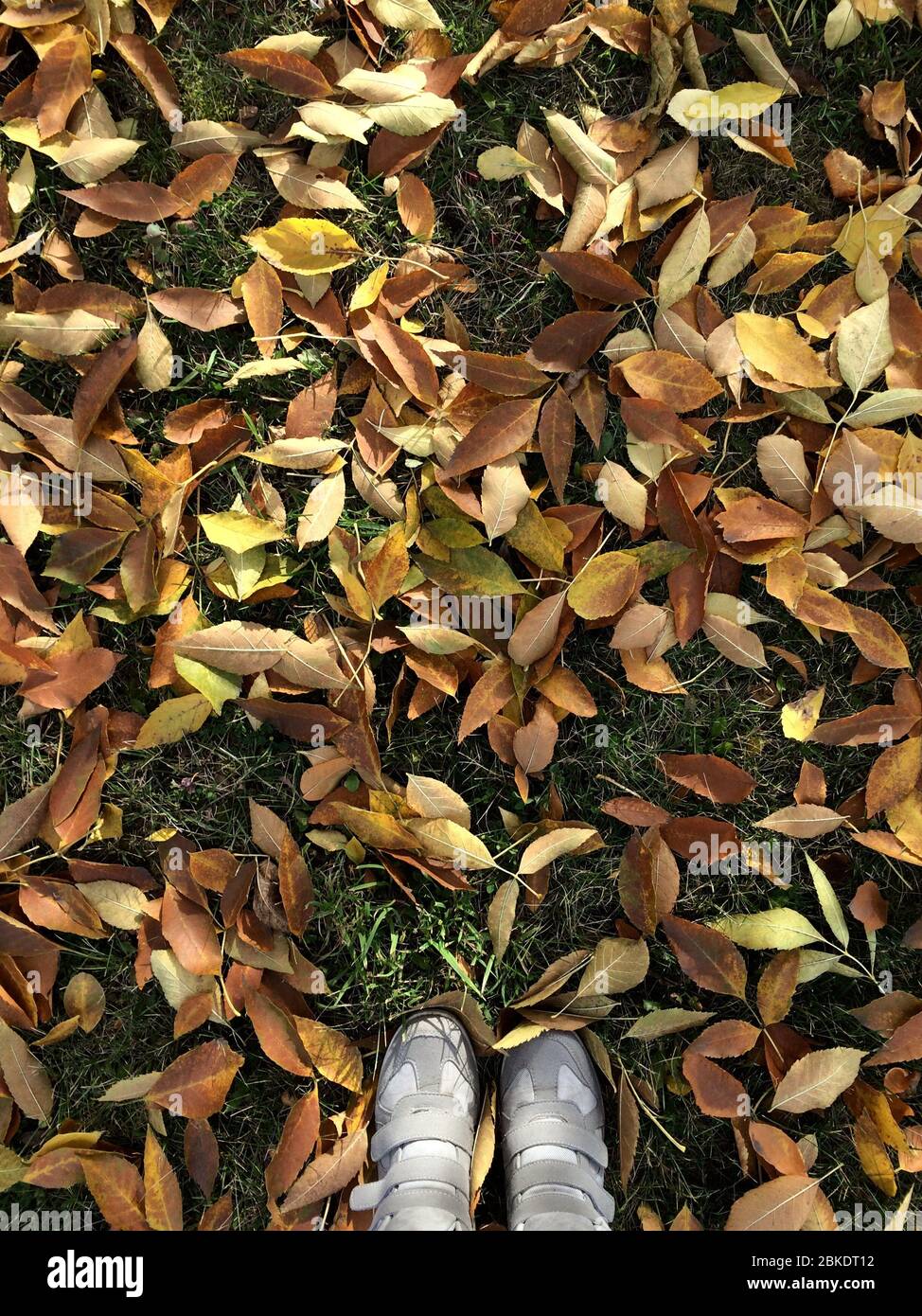 Stepping on autumn leaves hi-res stock photography and images - Alamy