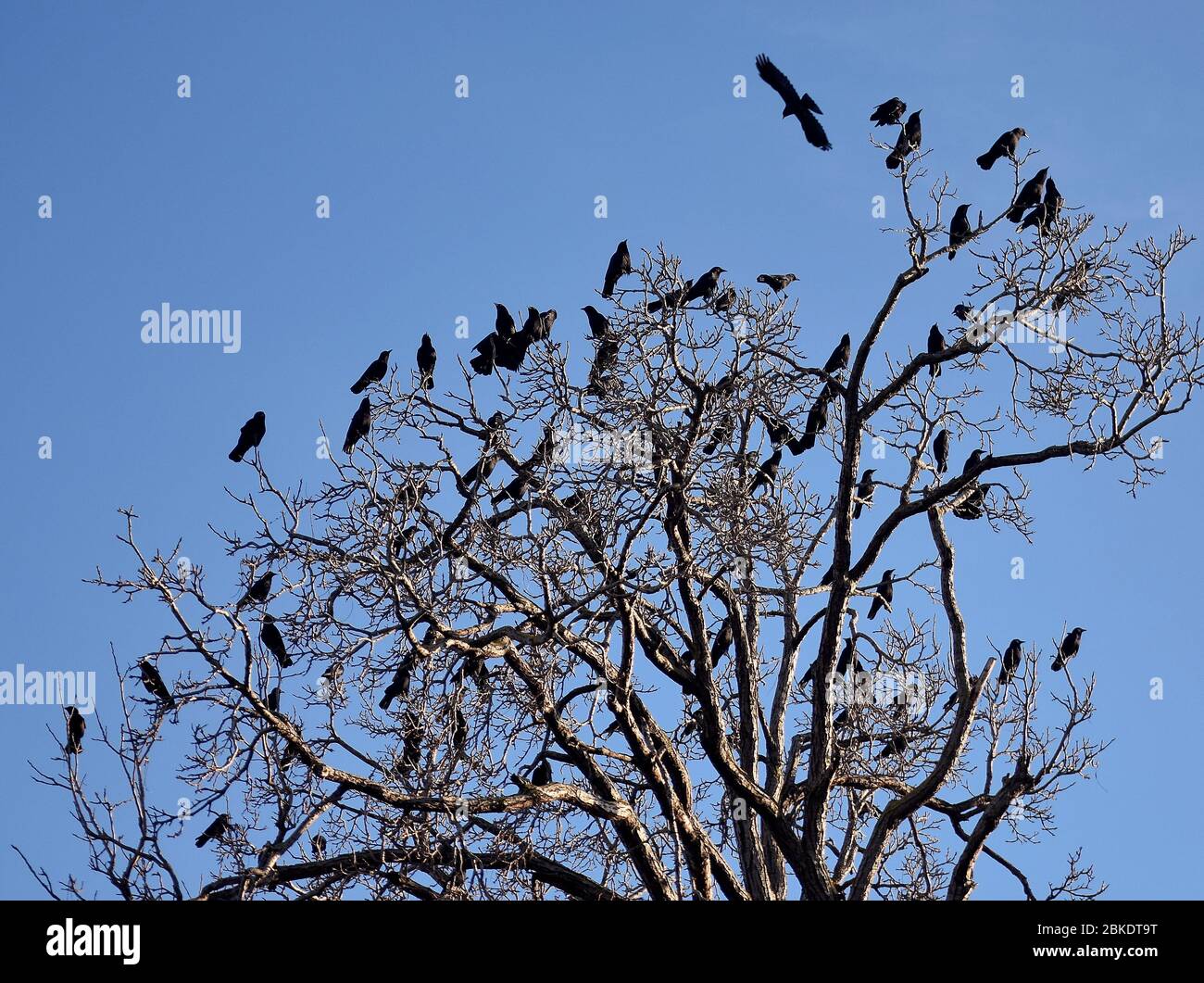 Birds in the usa hi-res stock photography and images - Alamy