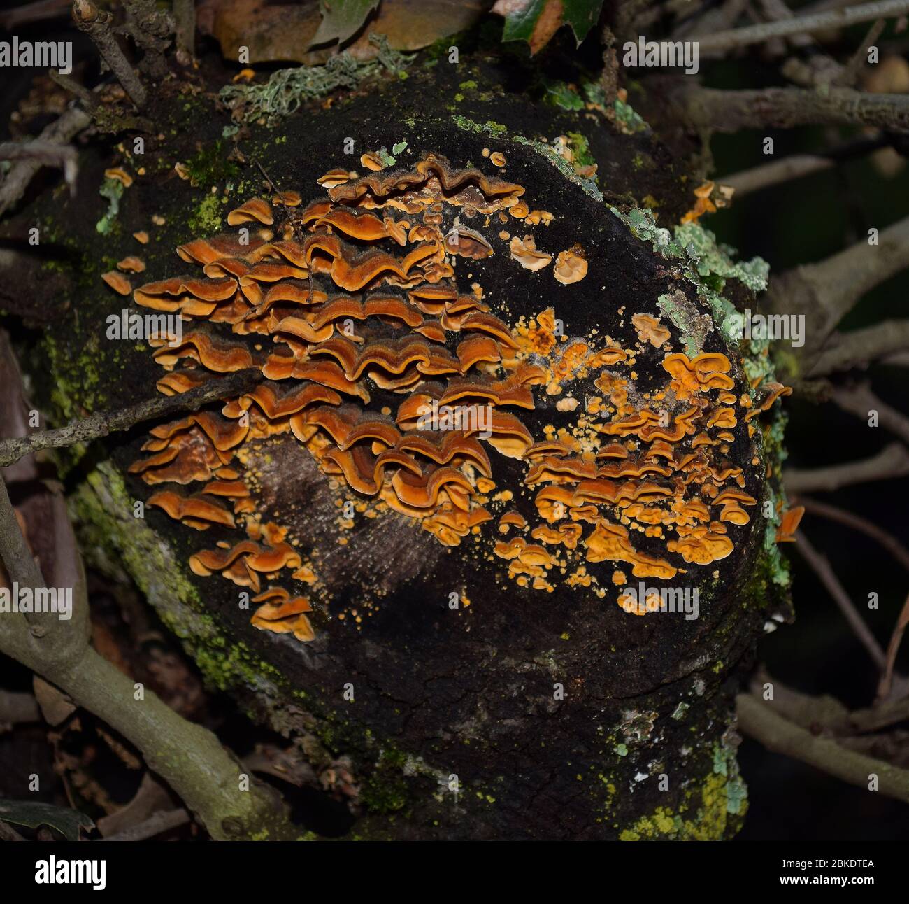 fungus growing on a cut tree branch. Alameda County, California Stock ...