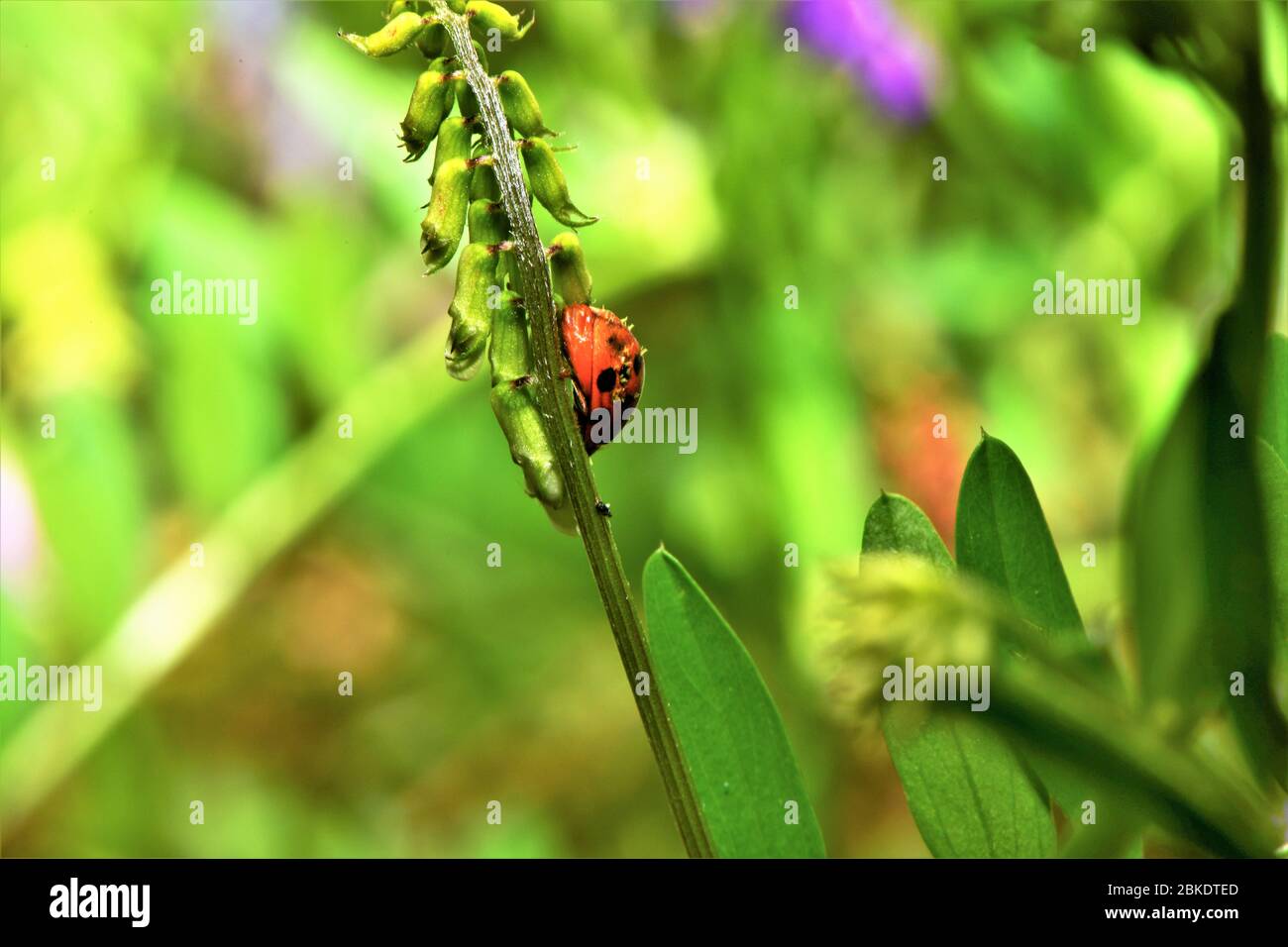 Bug lady hi-res stock photography and images - Alamy