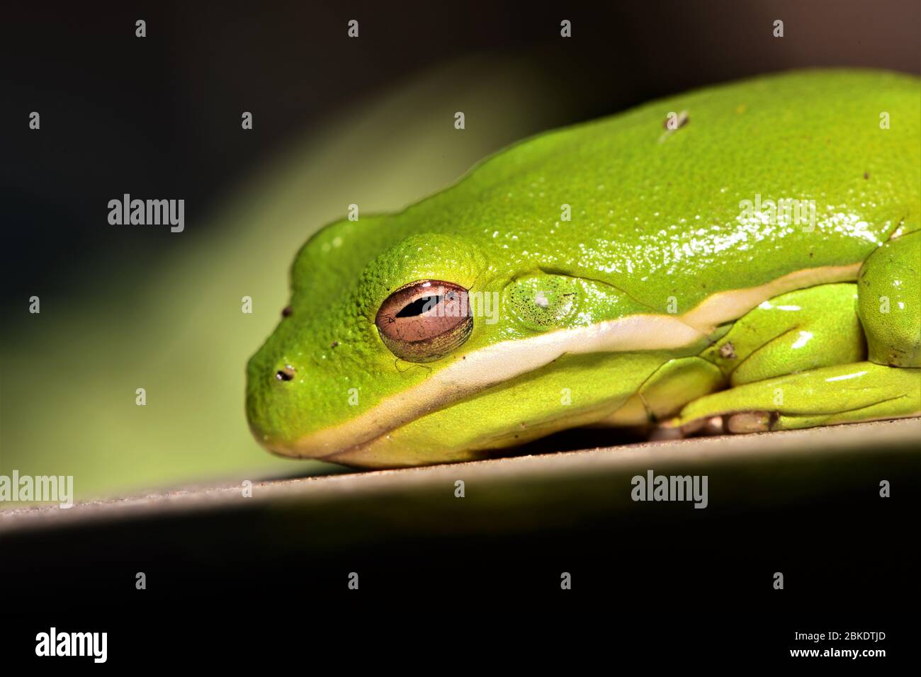 Sleepy trees hi-res stock photography and images - Alamy