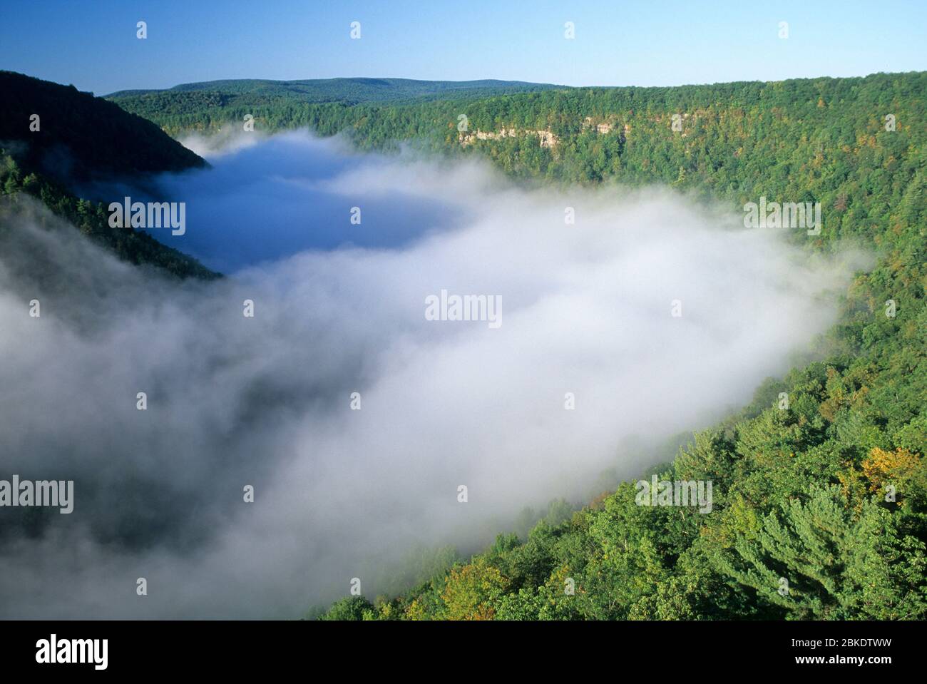 Pine Creek Gorge in fog from Barbour Rock, Pine Creek Natural Area ...