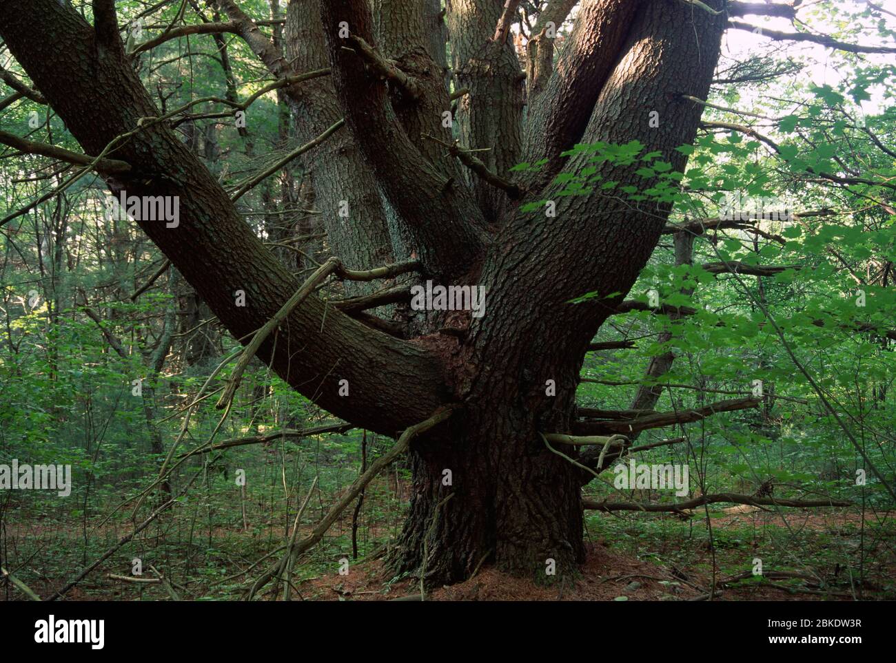 White pine, Arcadia Management Area, Rhode Island Stock Photo - Alamy