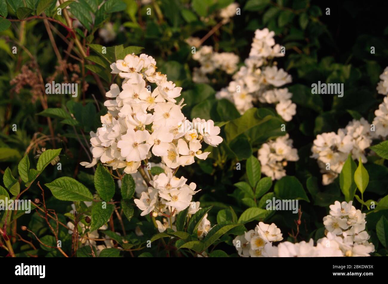 Wild roses, Sachuest Point National Wildlife Refuge, Rhode Island Stock ...