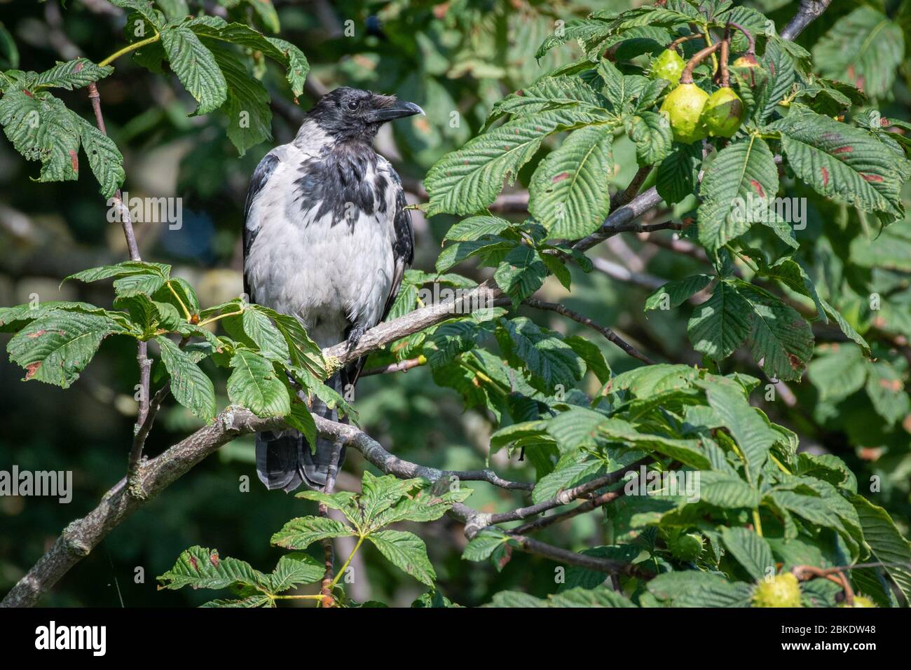 Hooded or 'Grey' Crow profile in a horse chestnut tree in the Phoenix ...