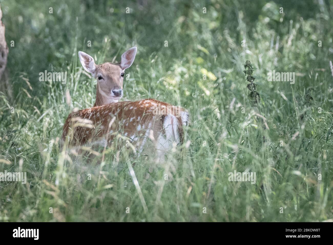 Young fallow deer looks back over shoulder in long grass in soft light ...