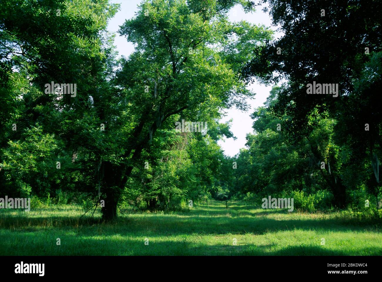 Ace basin hi-res stock photography and images - Alamy