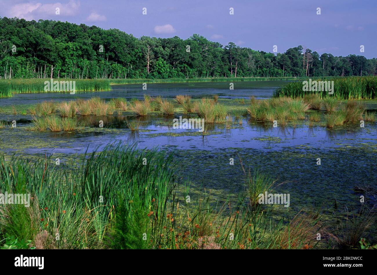 South carolina marsh hi-res stock photography and images - Alamy