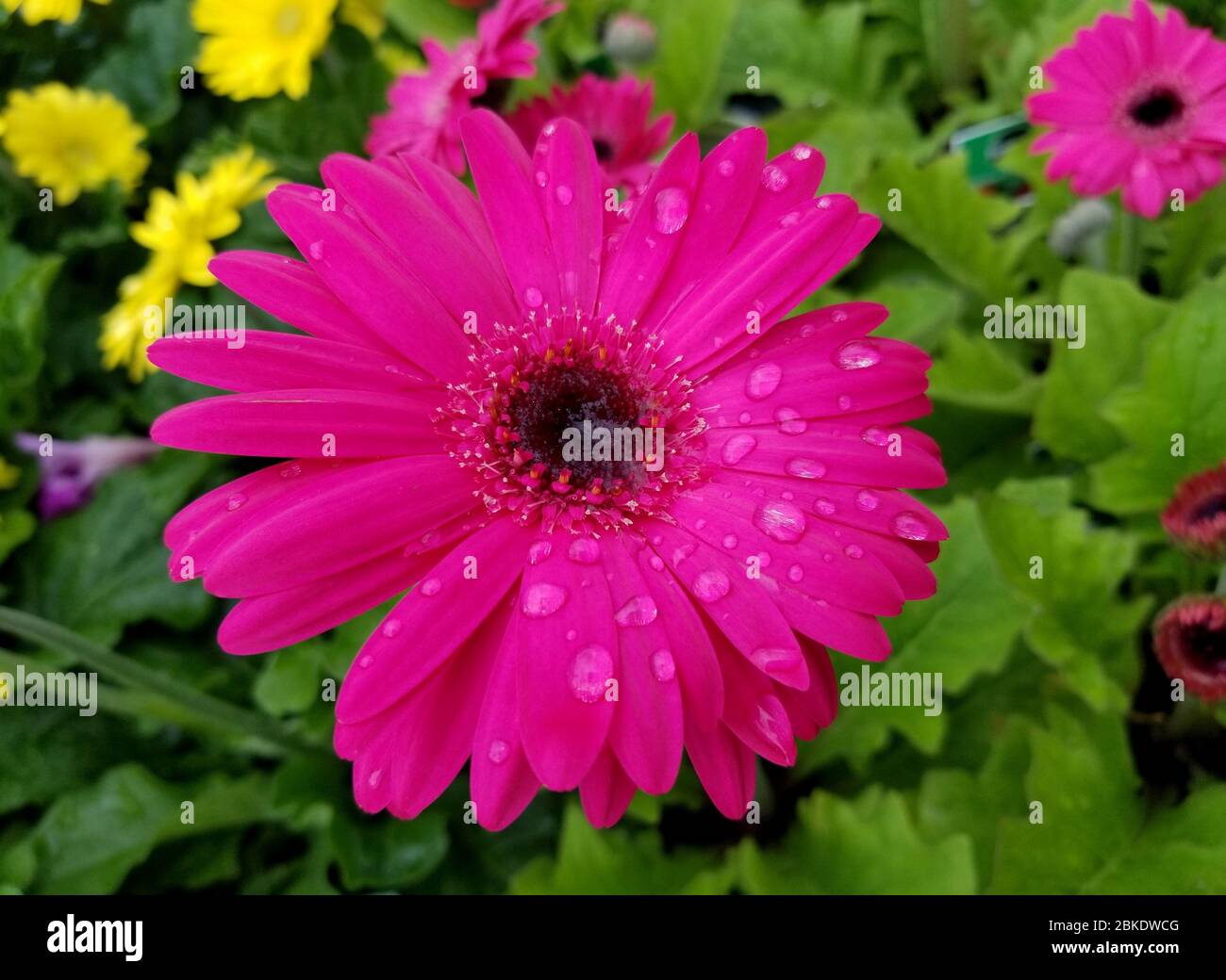 Garspice hi-res stock photography and images - Alamy